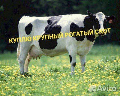 Корова,бык,баран,кони,козы