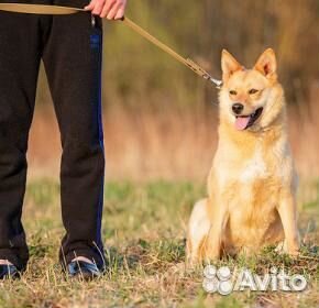 Алиса - небольшая, яркая, умная, похожа на лисичку