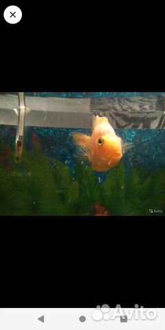 Рыбка попугай
