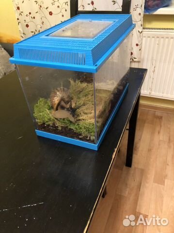 Отдам бесплатно Ахатину вместе с террариумом