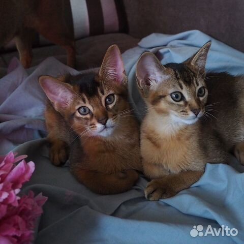 Абиссинские котята