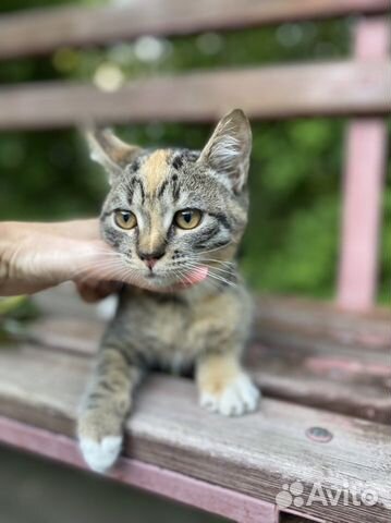 Котенок девочка выкинули