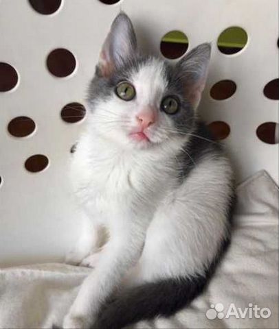 Котенок Мышкин 2 мес