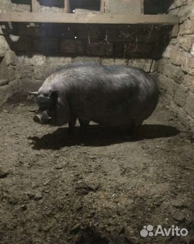 Вьетнамский вислобрюхий хряк