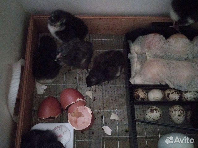 Маран чёрно медный цыплята