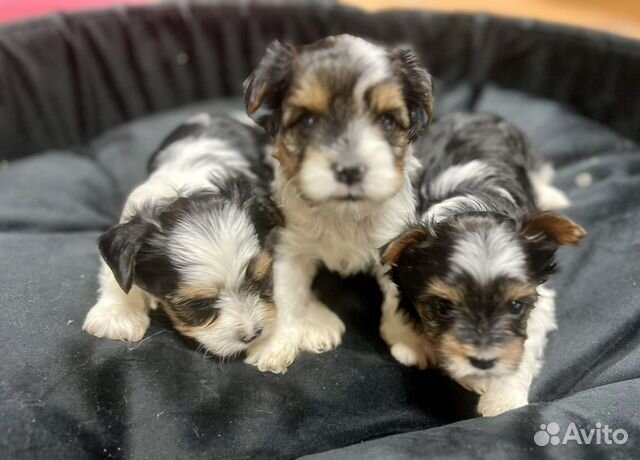 Бивер йорки