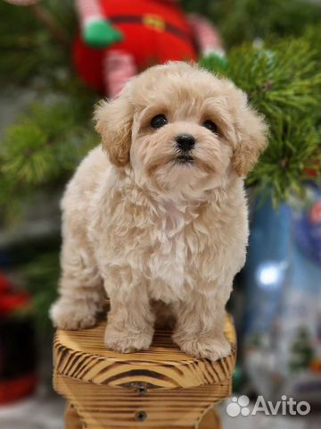 Девочка мальтипу Корея