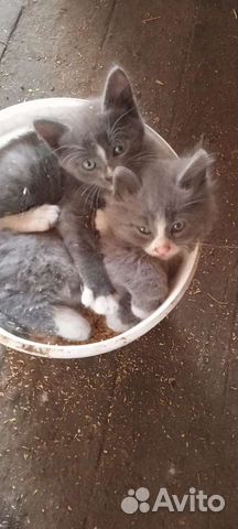 Котенок от русской голубой кошки. Мальч