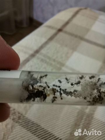 Муравьи жнецы(Messor structor)