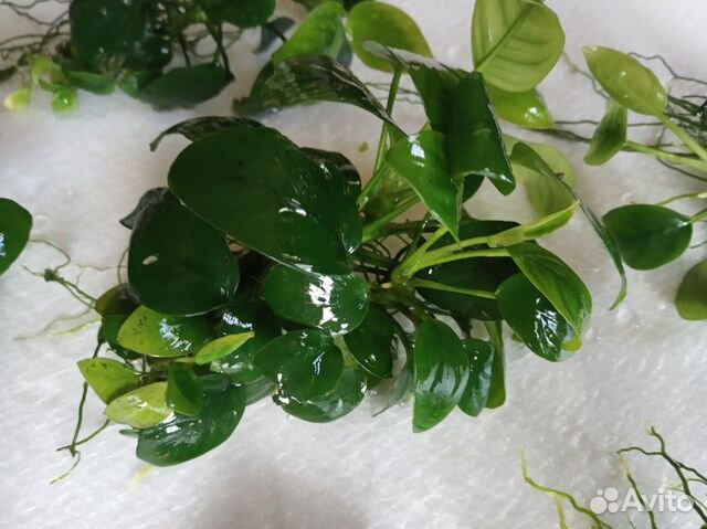 Анубиас нана