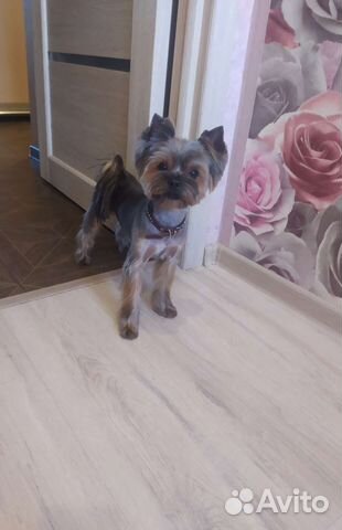 Йоркширский терьер