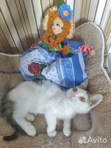 Котята в добрые руки бесплатно