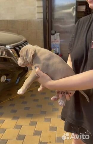 Американский булли