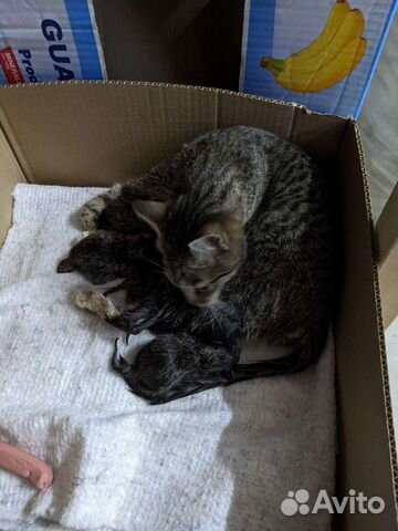 Котята необыкновенные