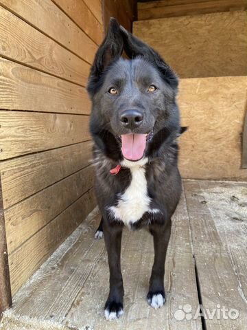 Лайечка из приюта мечтает вновь стать домашней