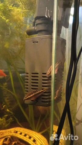 Пельвикахромисы