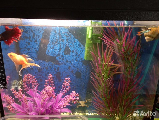 Аквариумные рыбки бесплатно