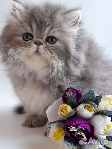 Персидская кошечка