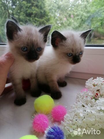 Тайские котята