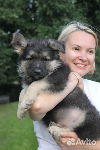 Щенки Восточноевропейской овчарки родословная РКФ