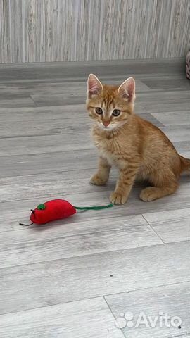 Рыжий котенок