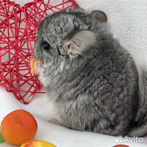 Шиншиллы Мальчики