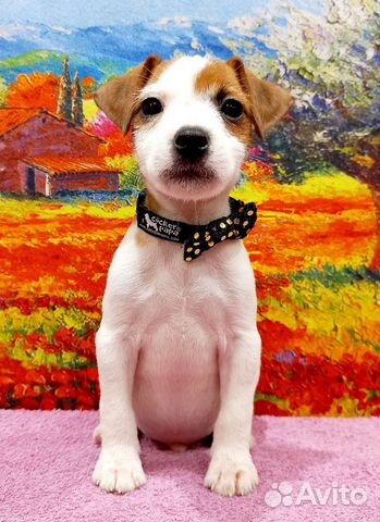 Смышлёный малый