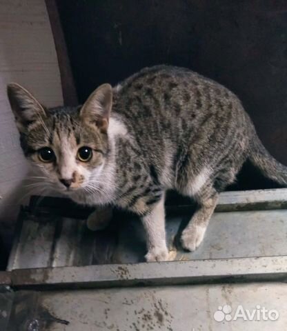 SOS спасите кроху кошечку от травли 5 мес