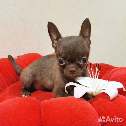 Чихуахуа Шоколадочка. Мини девочка