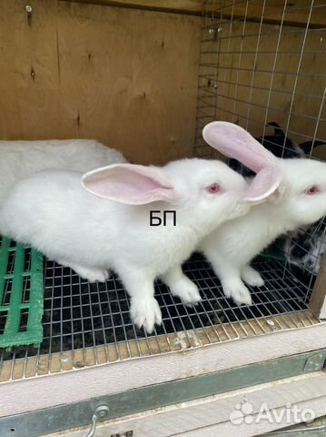 Кролики белый паннон (бройлерные)