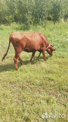 Корова дойная