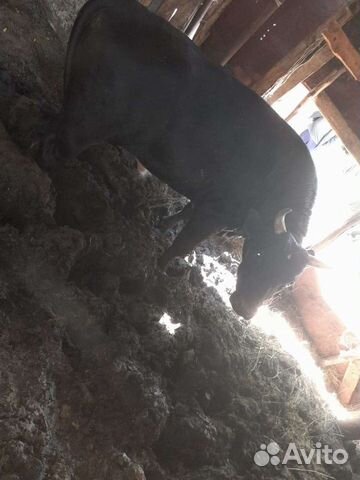 Бычок и овцы ярки