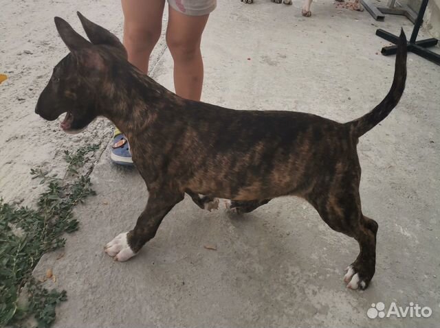 Миниатюрный бультерьер