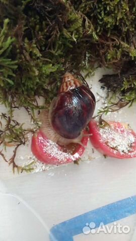 Улитка ахатинка