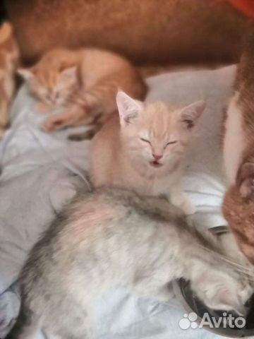 Шотландские котята