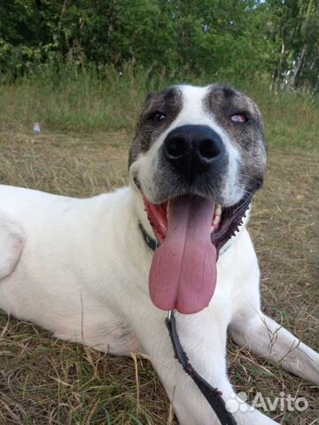 Молодая алабайка из приюта ищет дом