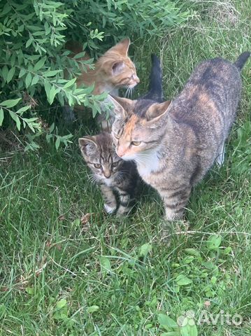 Котята бесплатно