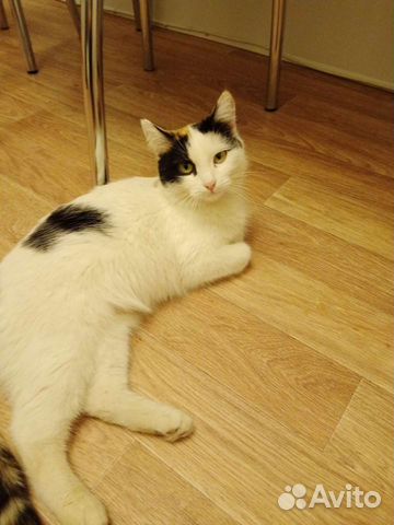 Трехшерстная кошка