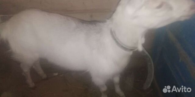 Домашние животные