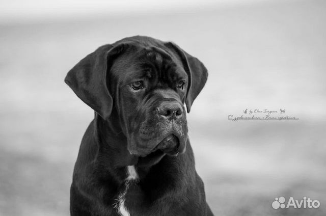 Девочка кане корсо черного окраса