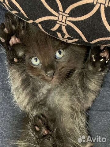 Котенок девочка в добрые руки