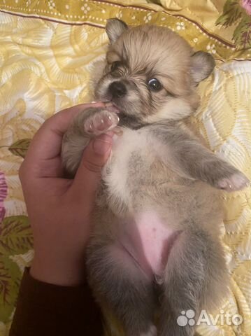 Щенки шпица