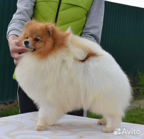 Продаю шикарных шпицев