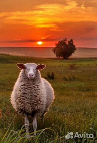 Овцы бараны