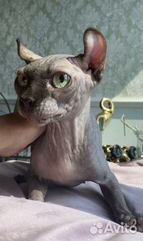 Ищу дом молодой кошке. Черная эльф
