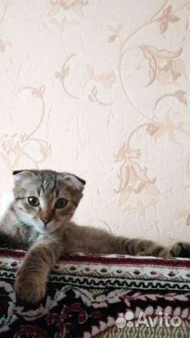 Полупародистый вислоухий кот