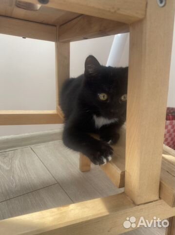 Котенок мальчик