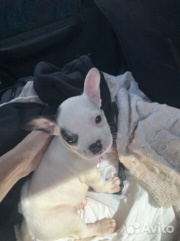 Французский бульдог щенок