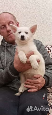 Белые овчарки