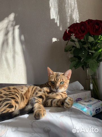 Бенгальская кошка